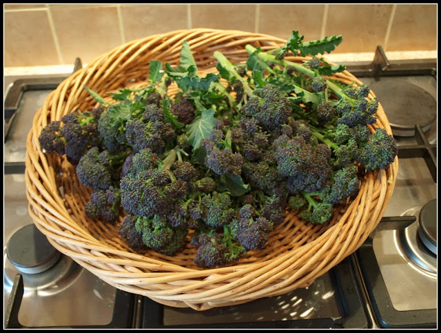 Mark's Veg Plot: Harvest Monday - Broccoli again!