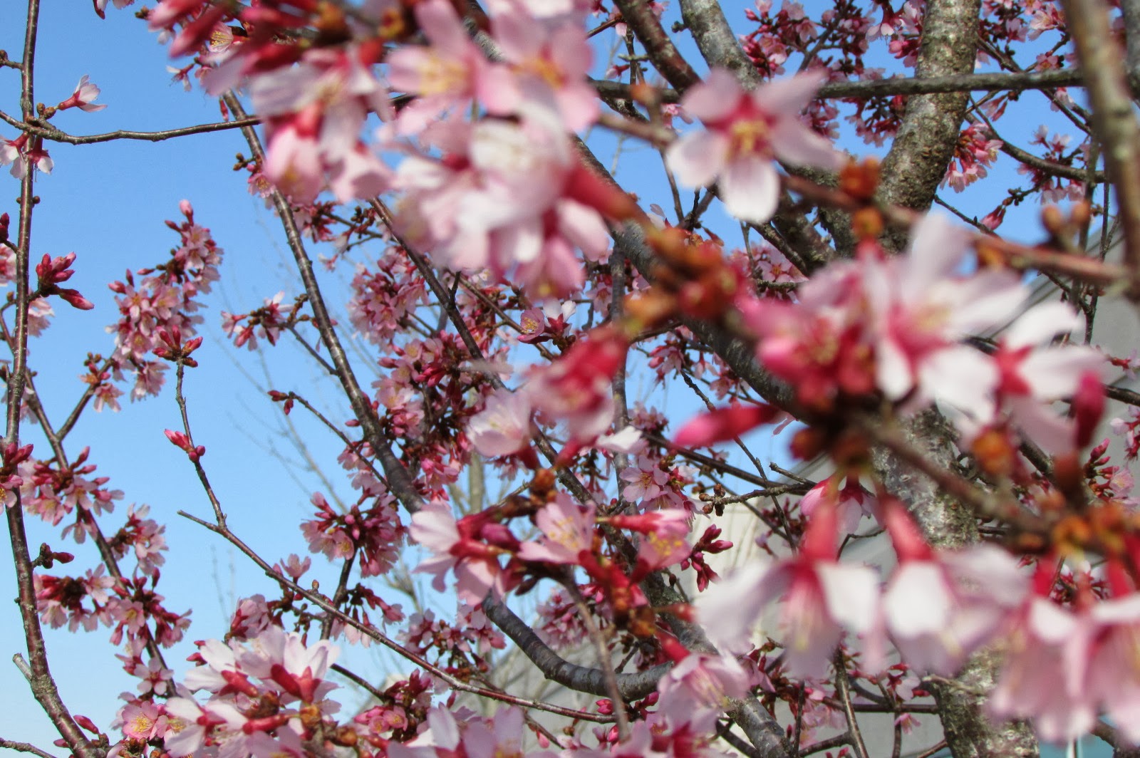 Love For His People: Spring in Charlotte - THANK GOD!