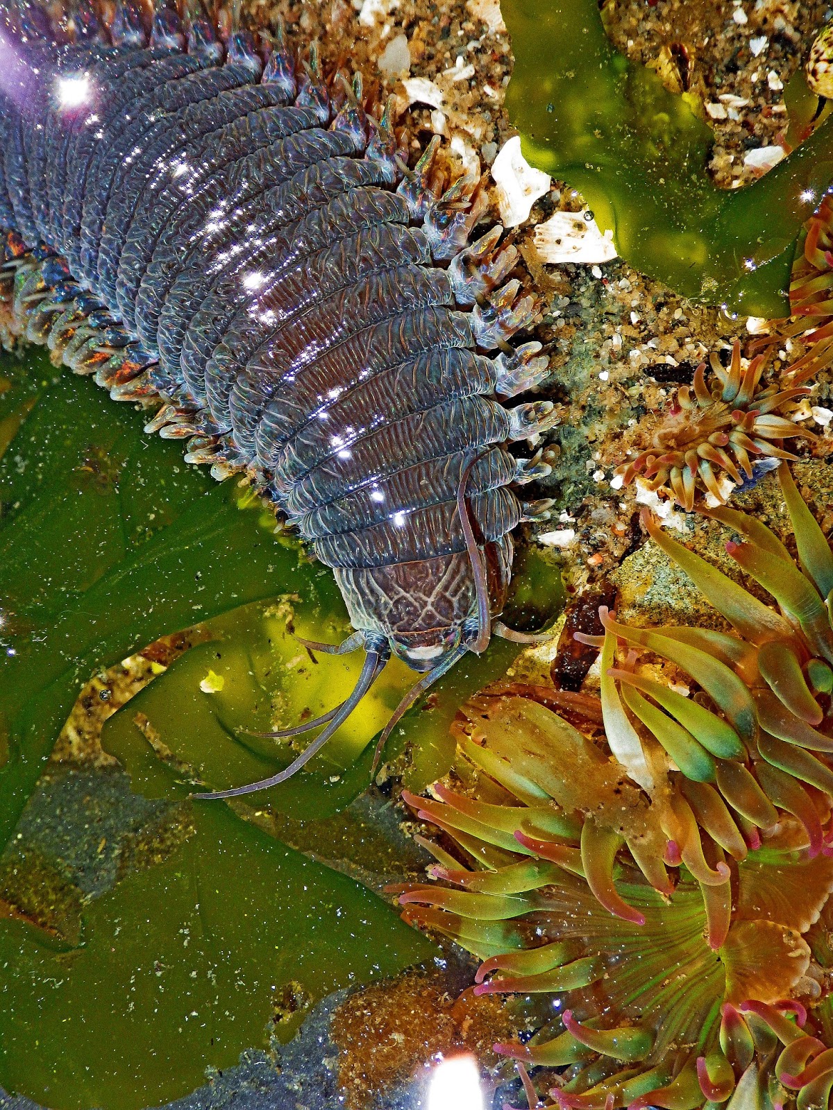 Buzz's Marine Life of Puget Sound: Pile Worm Takes a Stroll in the Sun