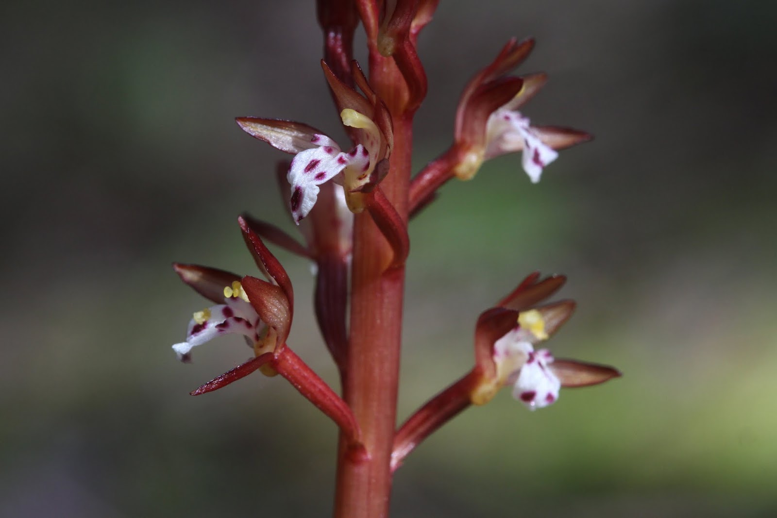 Native Orchids of the Pacific Northwest and the Canadian Rockies (and ...