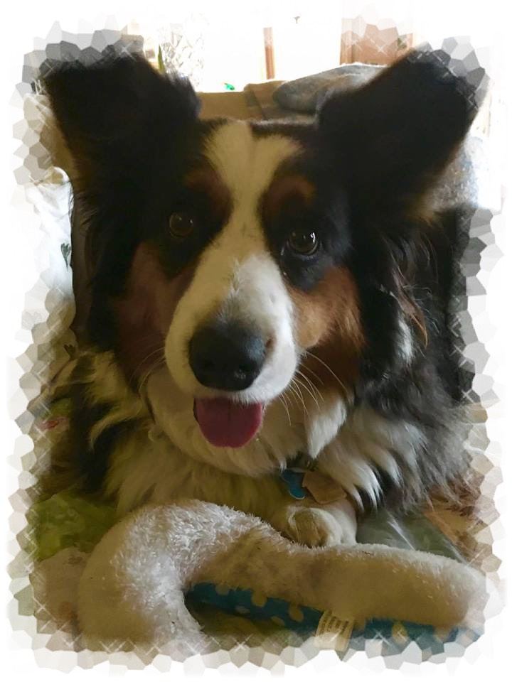 Cardigan Welsh Corgi UK: Fluffy Corgis