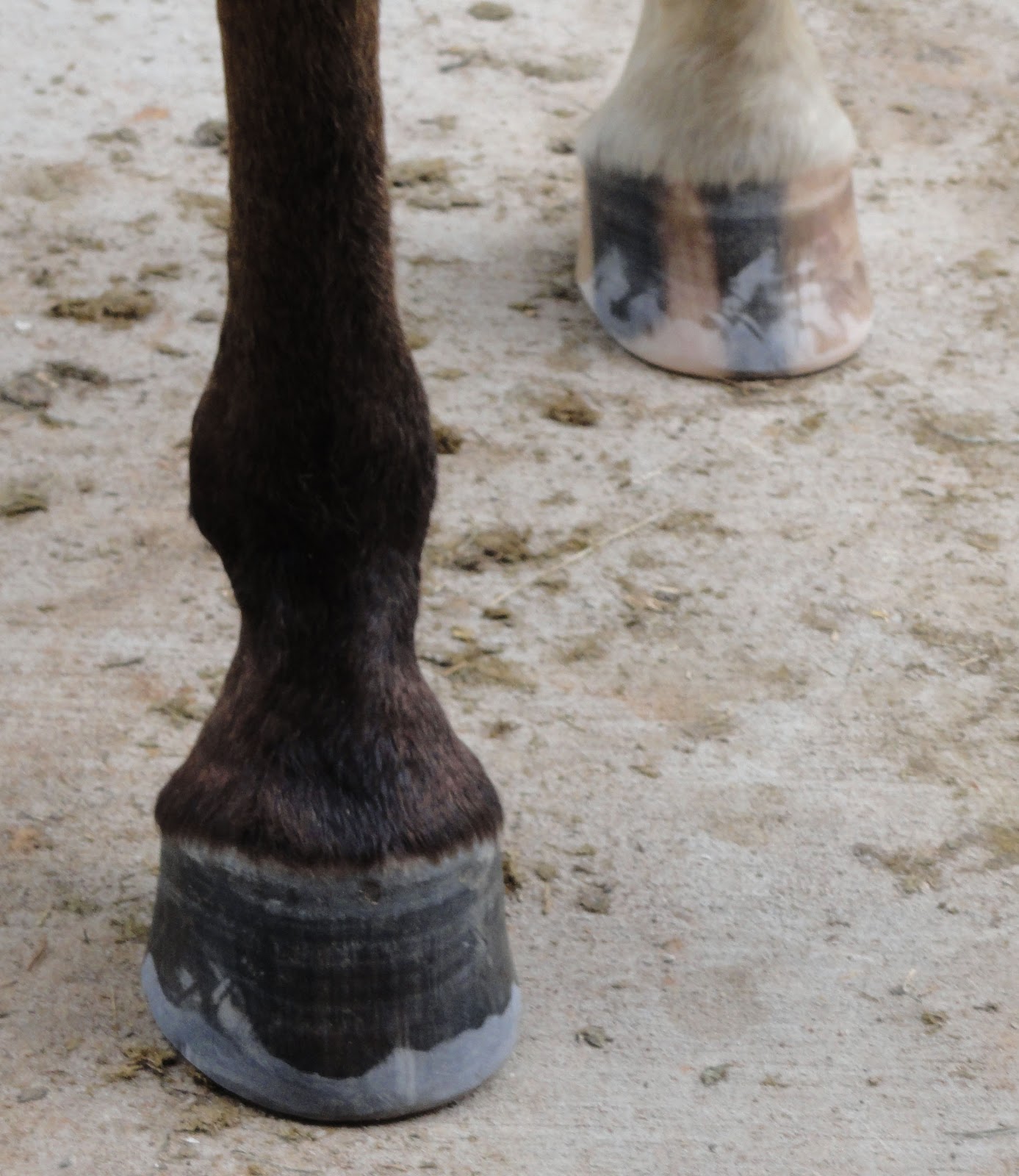 Mustang Dreams....: Trimming hooves with an angle grinder...