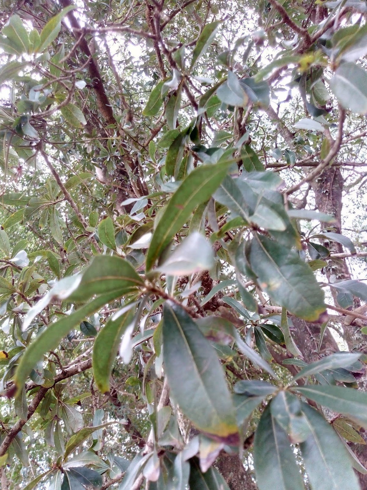 Guayubira (Cordia Americana)