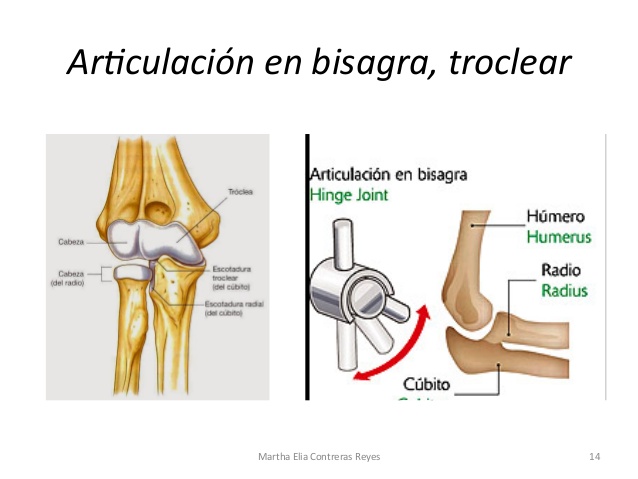 Blog de Conocimientos Biológicos, Silvia Nieto: ACTIVIDADES (II ...