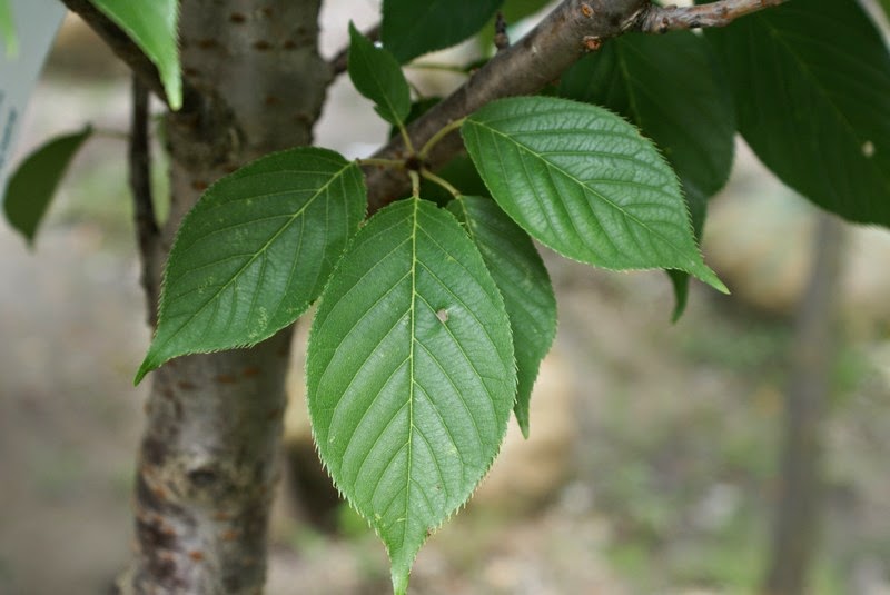 PlantWerkz: Cherry Blossom – Prunus Serrulata