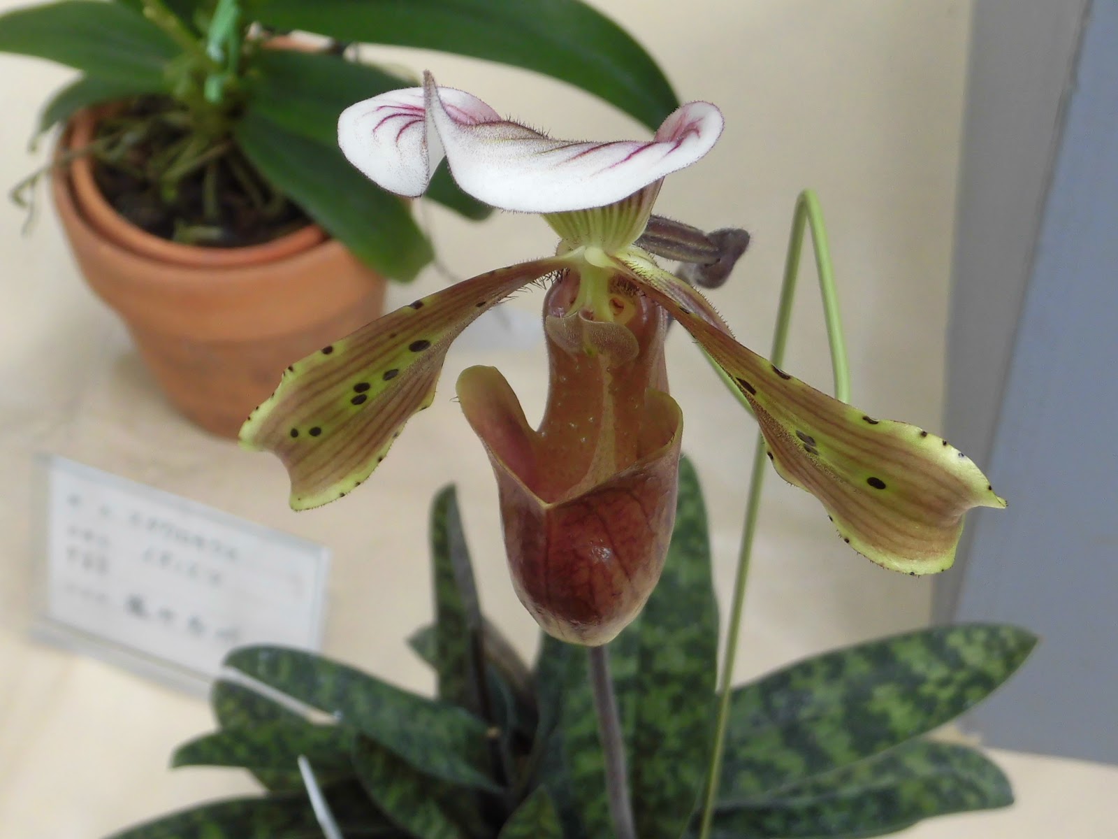 60歳で無職の優雅な日々: パフィオペディルム・トンスム Paphiopedilum tonsum