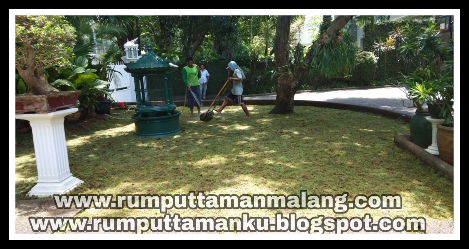 Harga jual rumput manila zoysia matrella di Jakarta April Tahun 2023 ...