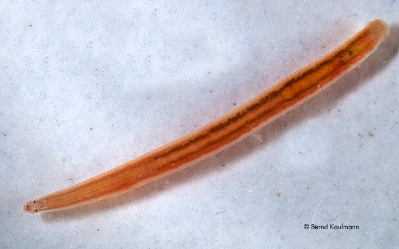 aquamax - das Weblog zur Website: Fotos des Tages: Egel im Aquarium ...