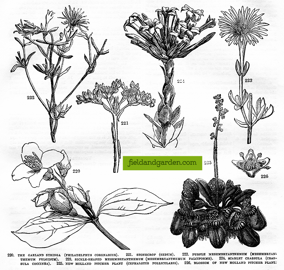 Field & Garden: Free Botanical Clipart for Collage, Crafts or ...