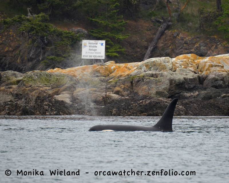 Orca Watcher: J-Pod Returns!
