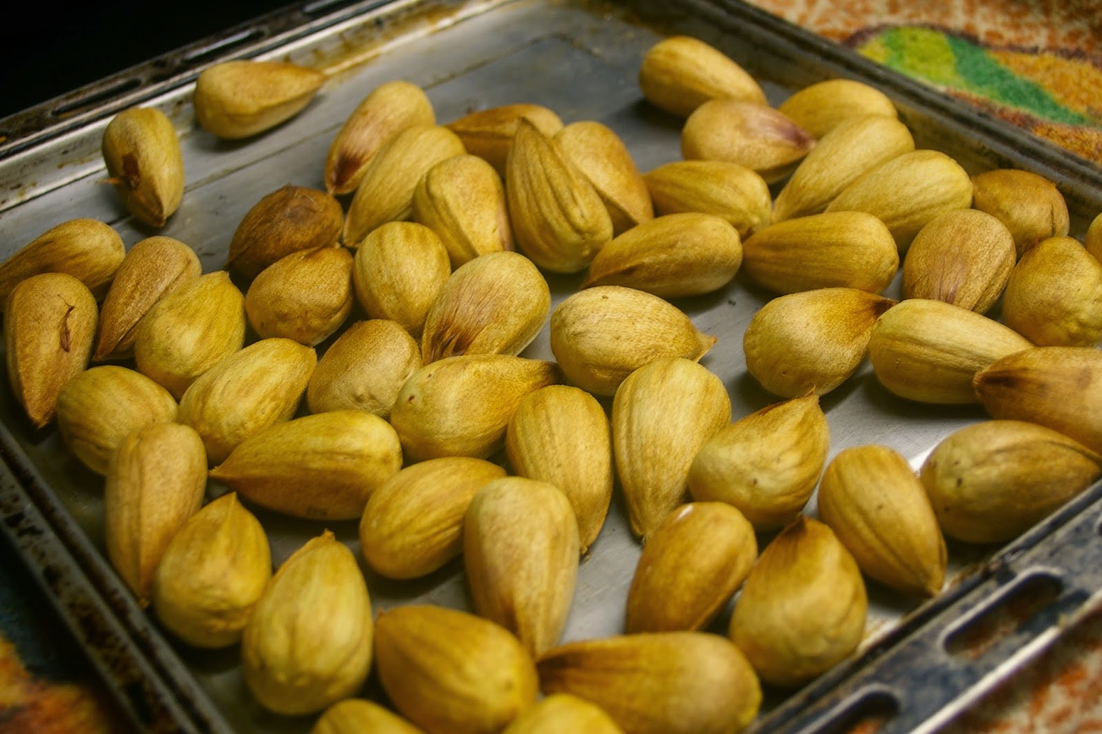 Bunya Nuts: collection and preparation!