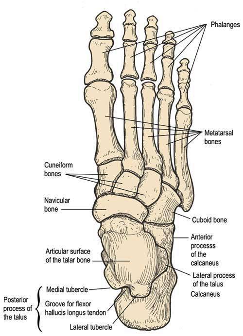 Foot Deformities