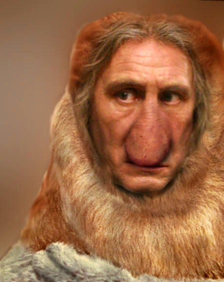 ASAL MUASAL MONYET BEKANTAN (NASALIS LARVATUS) | SENI - BUDAYA INDONESIA