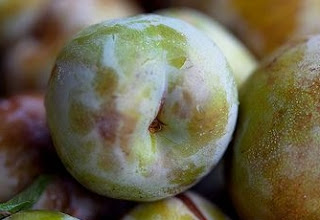 rainbowdiary: Pluots And Health Benefits