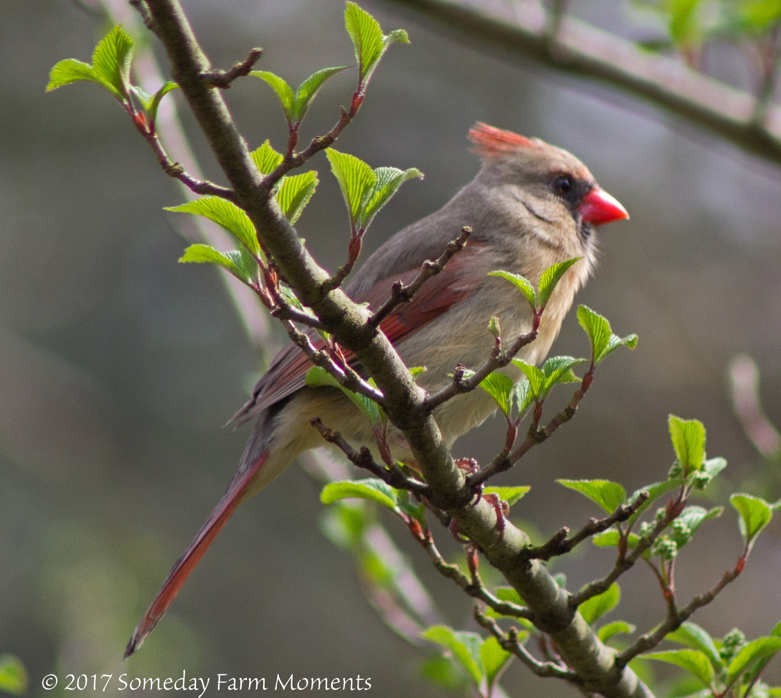Nesting | Blessed Little Things