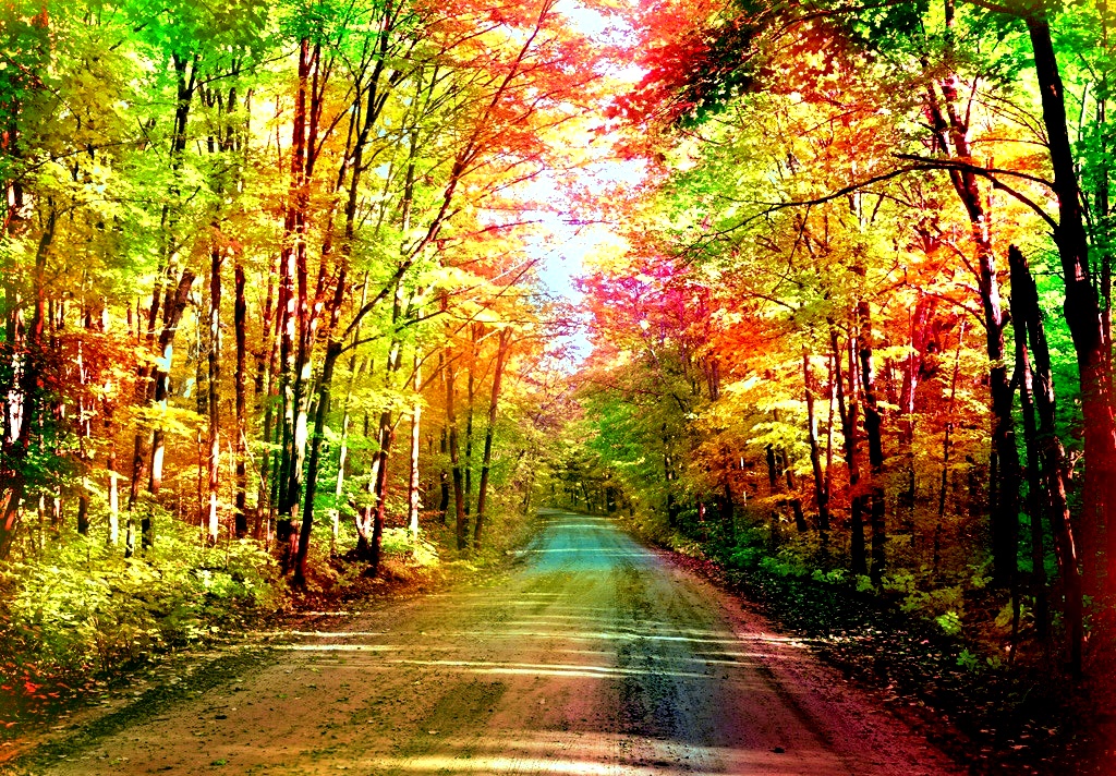 Keindahan Pepohon Sepanjang Jalan... - Relaks Minda