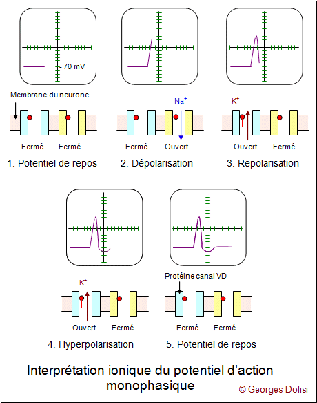 potentiel de repos et potentiel d'action