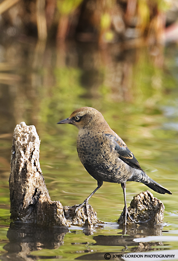 John Gordon/Listening to Birds: In Search of Rusty