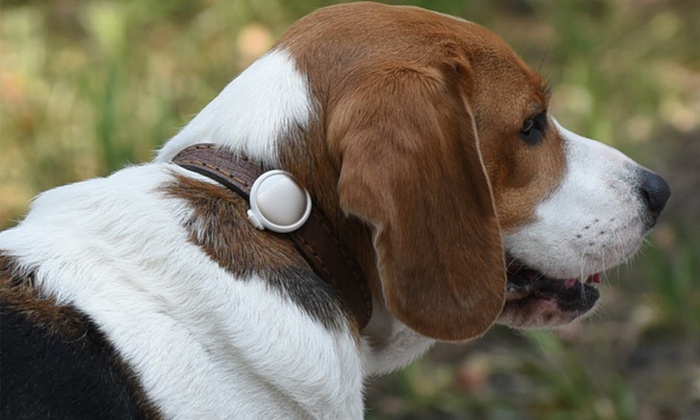 Top 12 Tech Gadgets for Dog Owners | Australian Dog Lover
