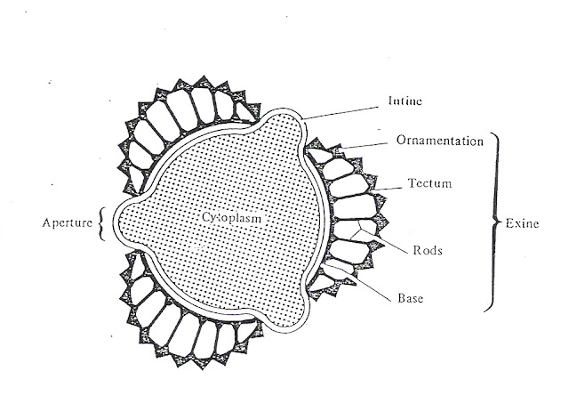 it's me: MIKROPALEONTOLOGI untuk Geologi