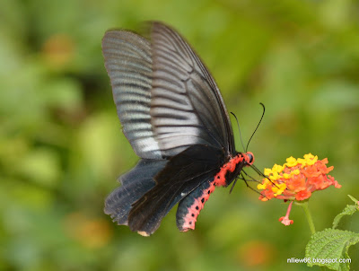 The Forested Path (and Beyond): BUTTERFLIES of RAUB: The Common Batwing ...