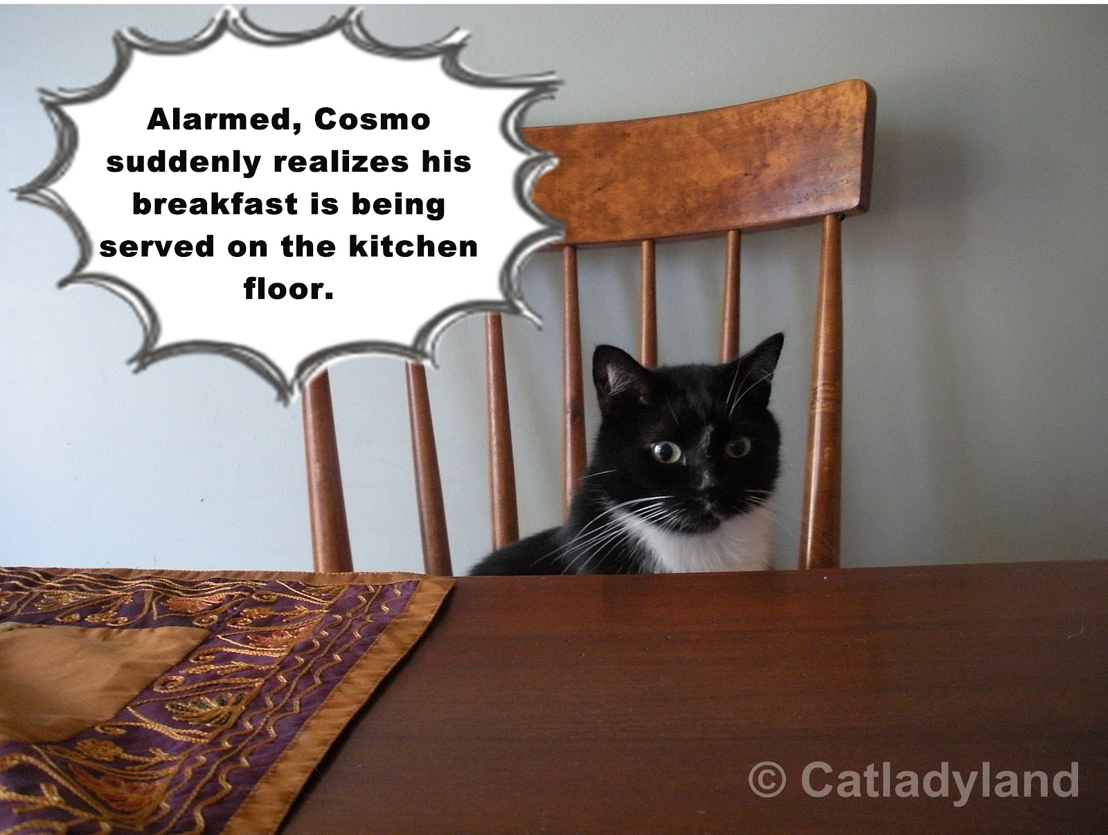 Catladyland: Cats are Funny: Breakfast Cat is Alarmed