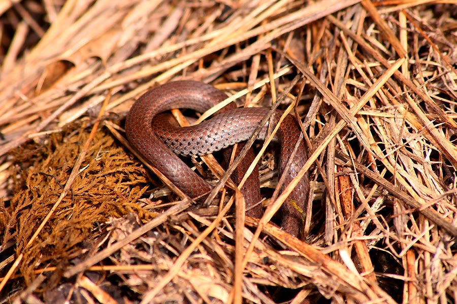 The Naturalest Naturalist: April 2014