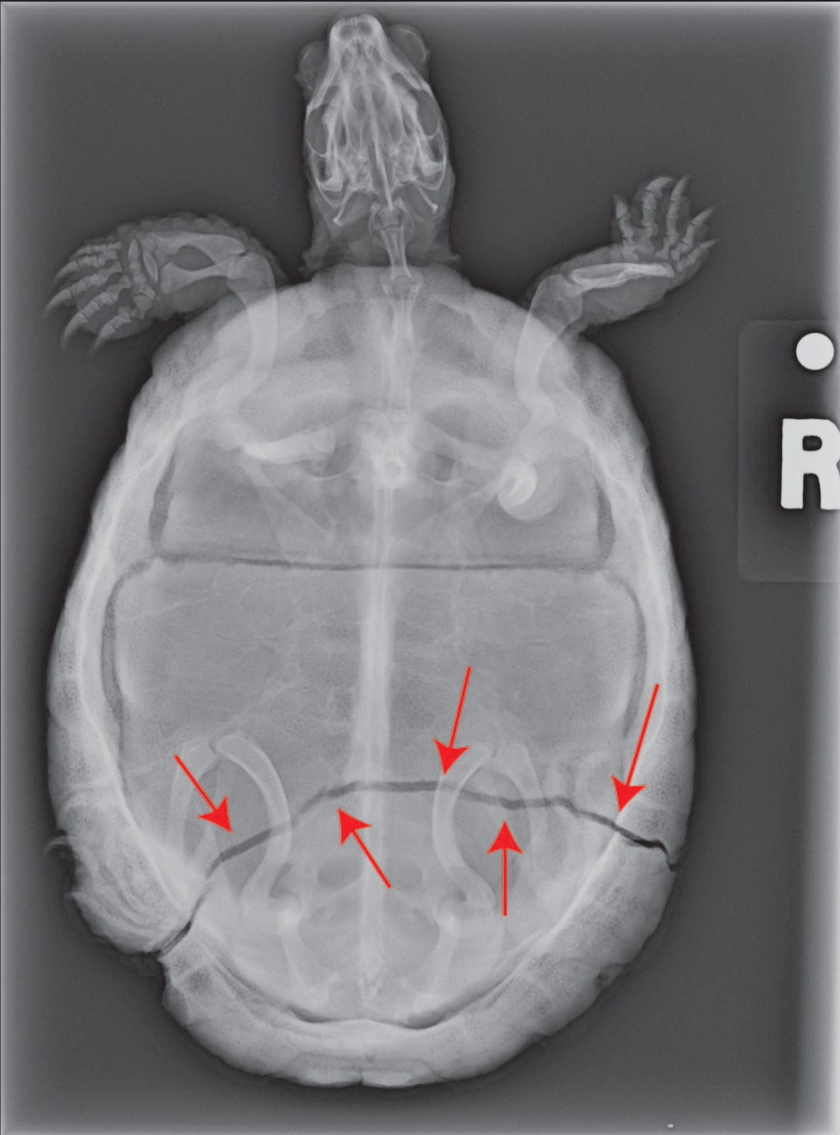 Kingsbrook Animal Hospital's Blog: Chance the Turtle.