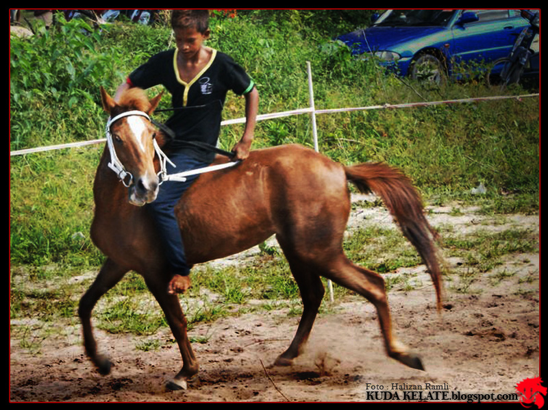 KUDA KELATE: Koleksi Kuda - PADI C