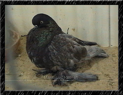Pigeons for sale: English longface Andalusian color pigeon (spread Indigo)