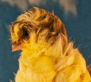 LOS CANARIOS DE POSTURA: Canarios Rizados (1)