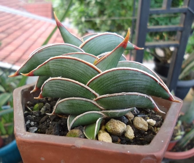 Sansevieria-info foto dan harga sansevieria. sansevieria indonesia ...