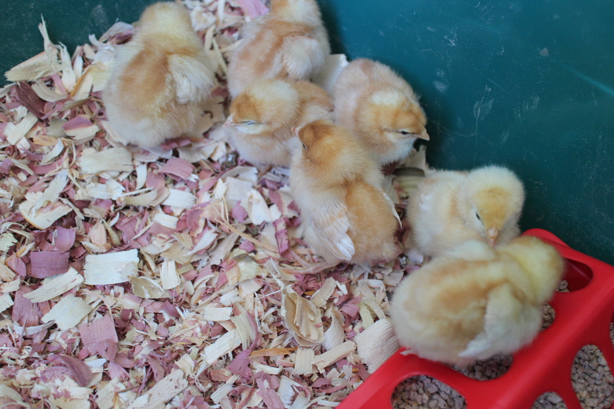 Lilacs and Springtime: Baby Chicks