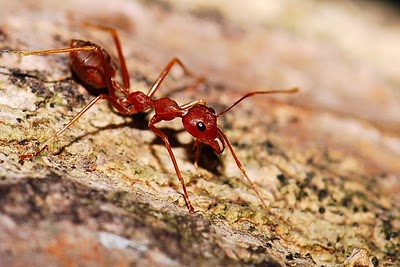 Pembuatan Sarang Buatan Untuk Semut Kroto (Rang Rang) ~ PENANGKAR dan ...