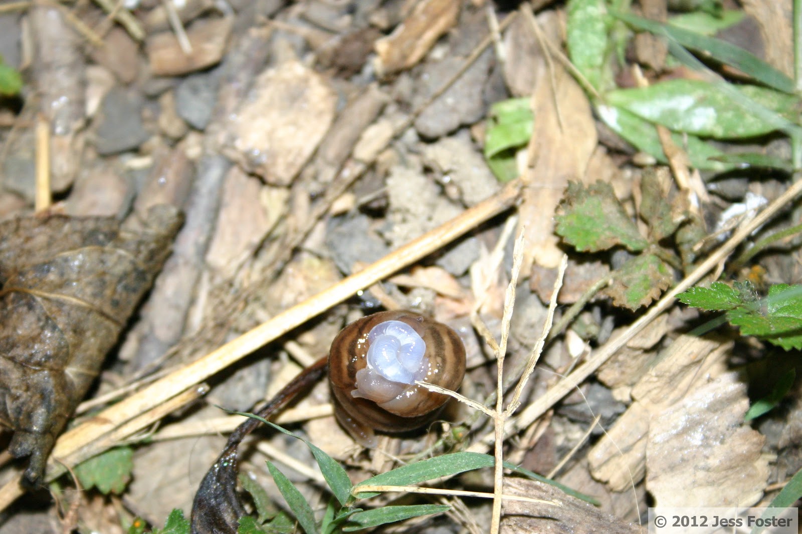 Sluggin' Along: Mating Slugs: Copulation - Sperm Exchange - Part 1