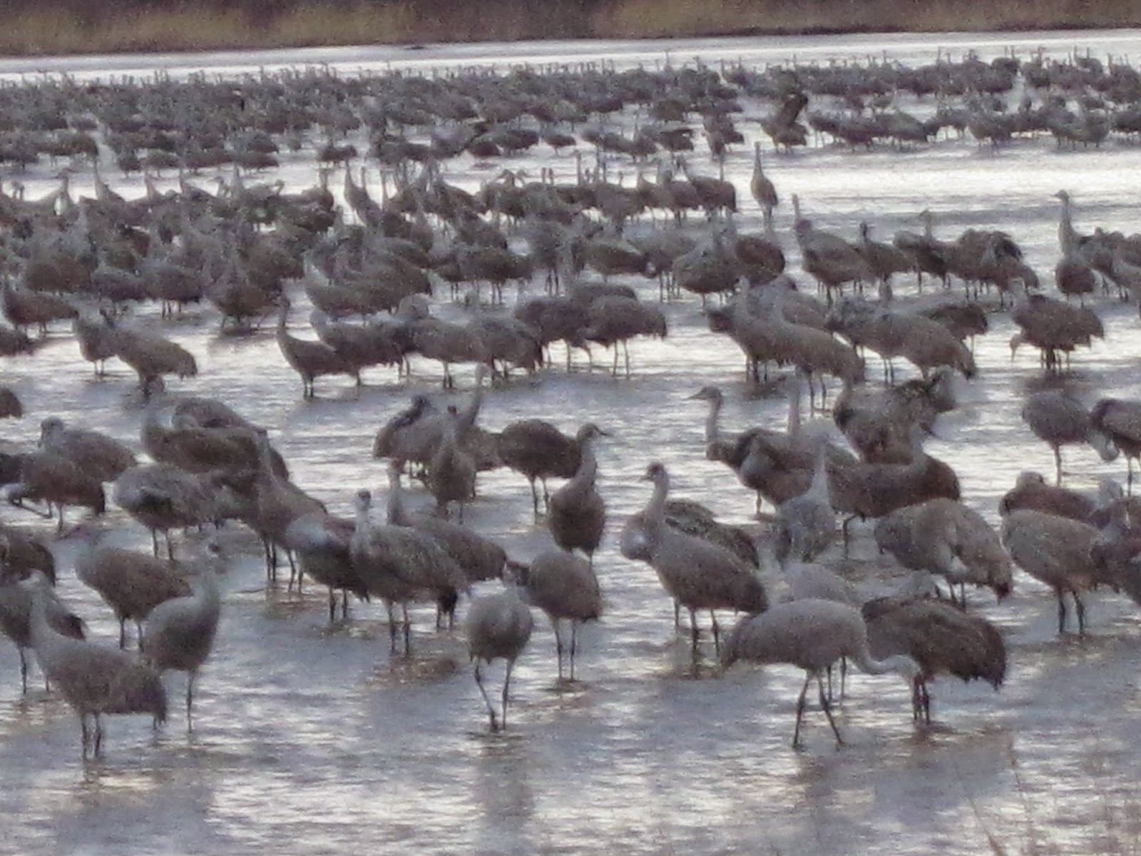 World Bird Sanctuary: Sandhill Crane Migration-Nebraska