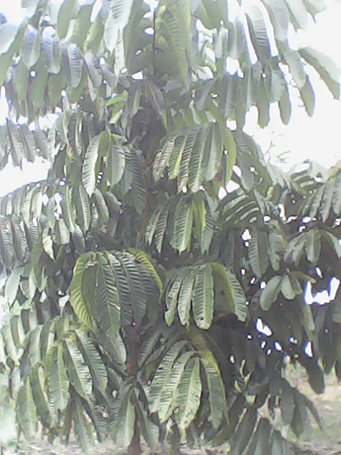 Petani Kuansing: cara menanam tanaman MATOA