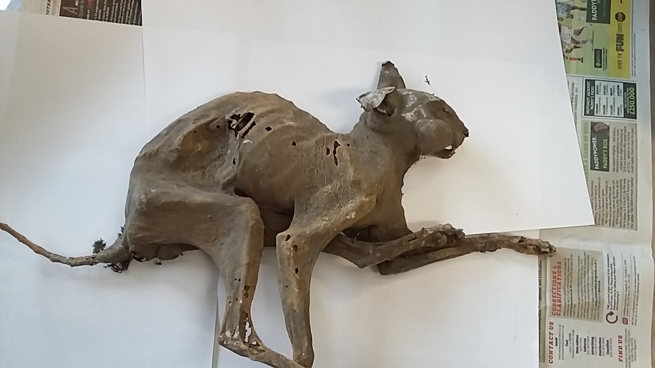 Pre-Construct Archaeology Blog: Here, Kitty Kitty: Ritual Mummification ...