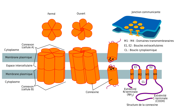 Adhérence cellulaire | Bio Tech Lib