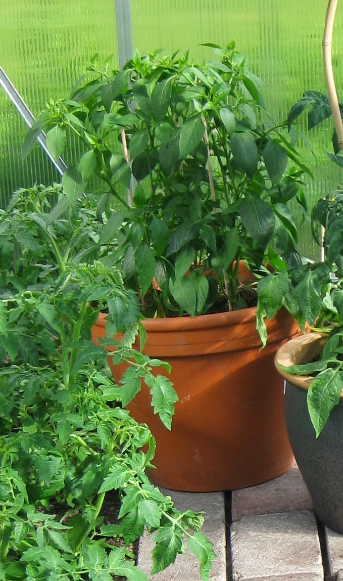 ealdoras frö: Chili & Paprika