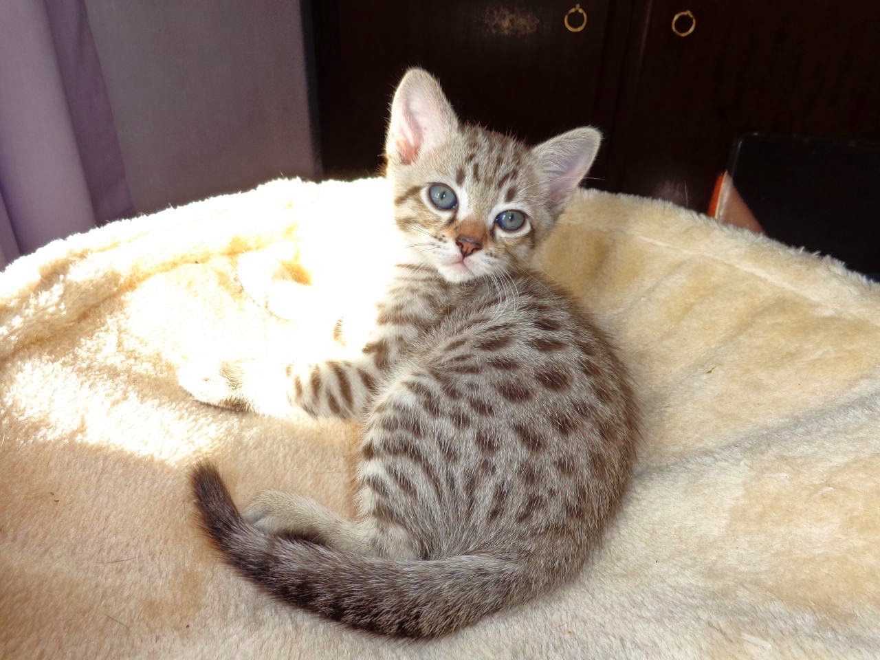 Australian Mist Cat | Cute Cats