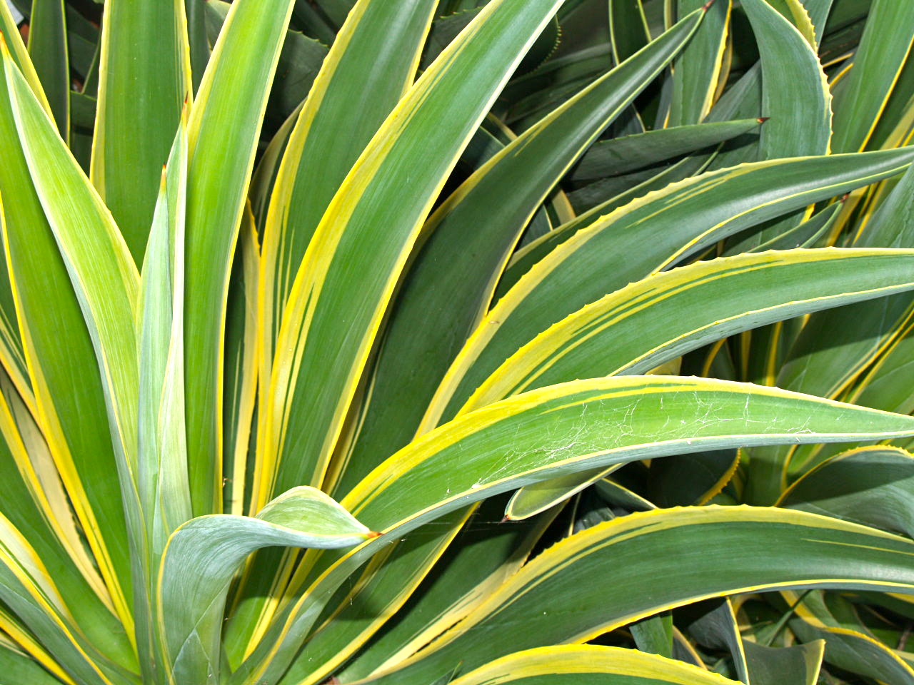 Florez Nursery: Agave desmettiana 'El Miradore Gold'