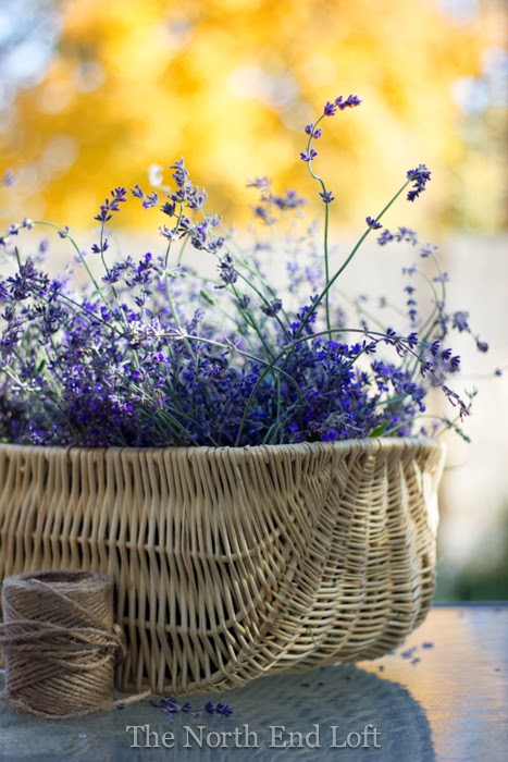 The North End Loft: Fall Lavender