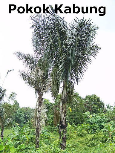SUKASUKICERITAKU: GULA ANAU ORIGINAL Seremban Negeri Sembilan