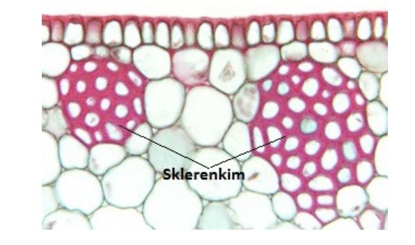 Ciri-Ciri Jaringan Sklerenkim