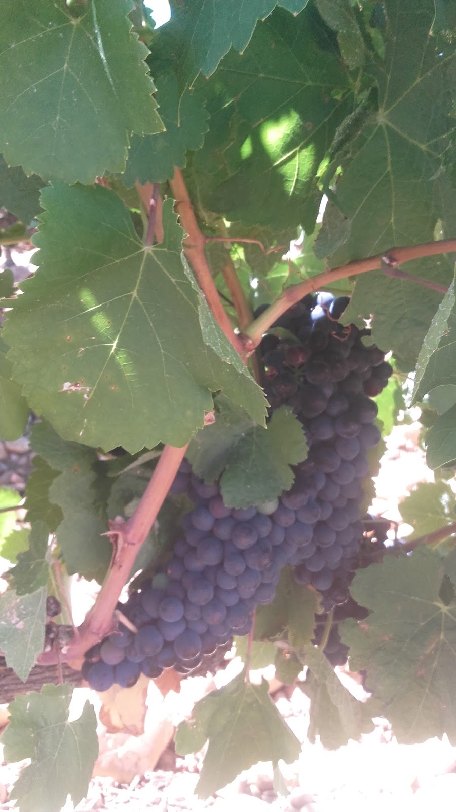 Domaine Comte de Lauze Châteauneuf du Pape: quelques photos des vignes ...