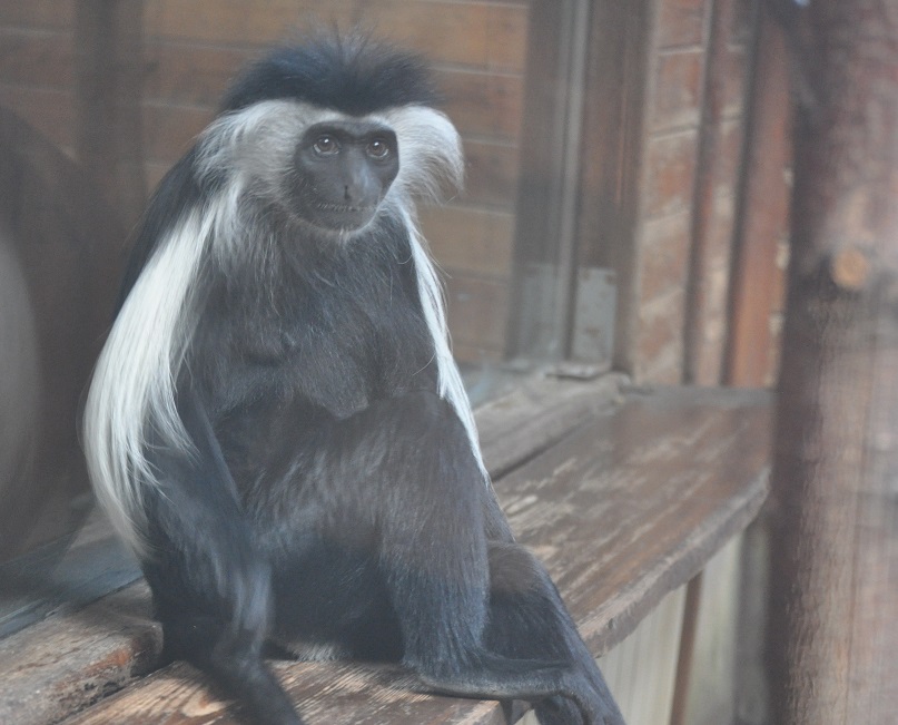 ZOOTOGRAFIANDO (6.100 ANIMALS): COLOBO DE ANGOLA / ANGOLAN COLOBUS ...