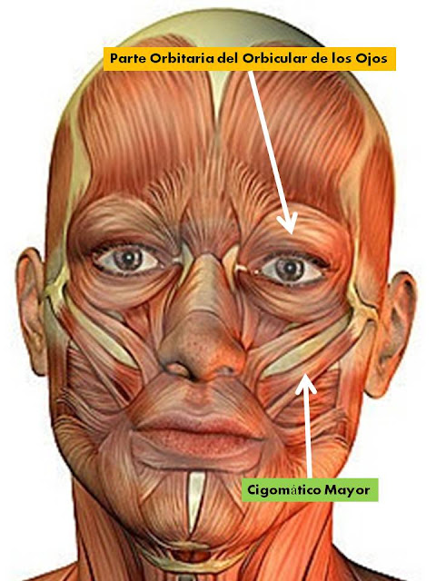 ANALISTAS DE LA MENTIRA: Análisis del Comportamiento No Verbal y ...