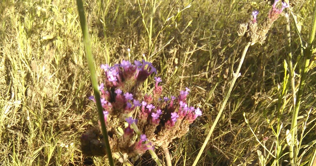 Flora Nativa de Entre Rios