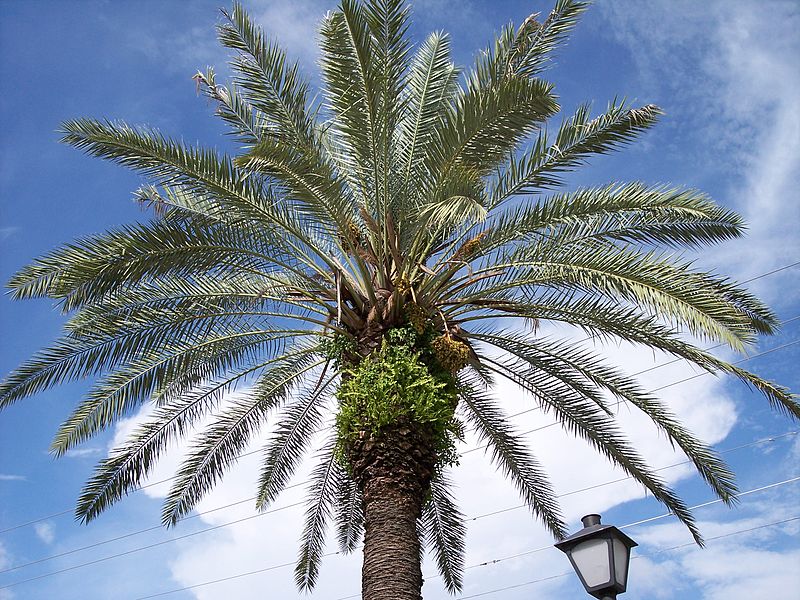 the Nature of Portland: Nature Word of the Week: Pinnate